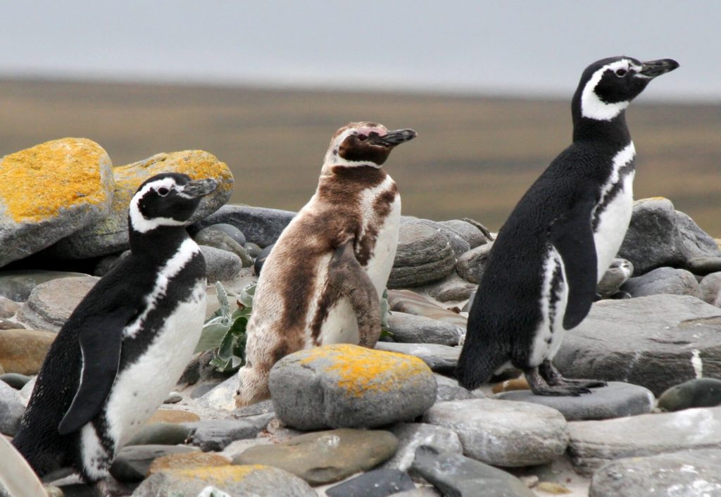 Leucistic Gentoo penguin | Bluff Cove Lagoon
